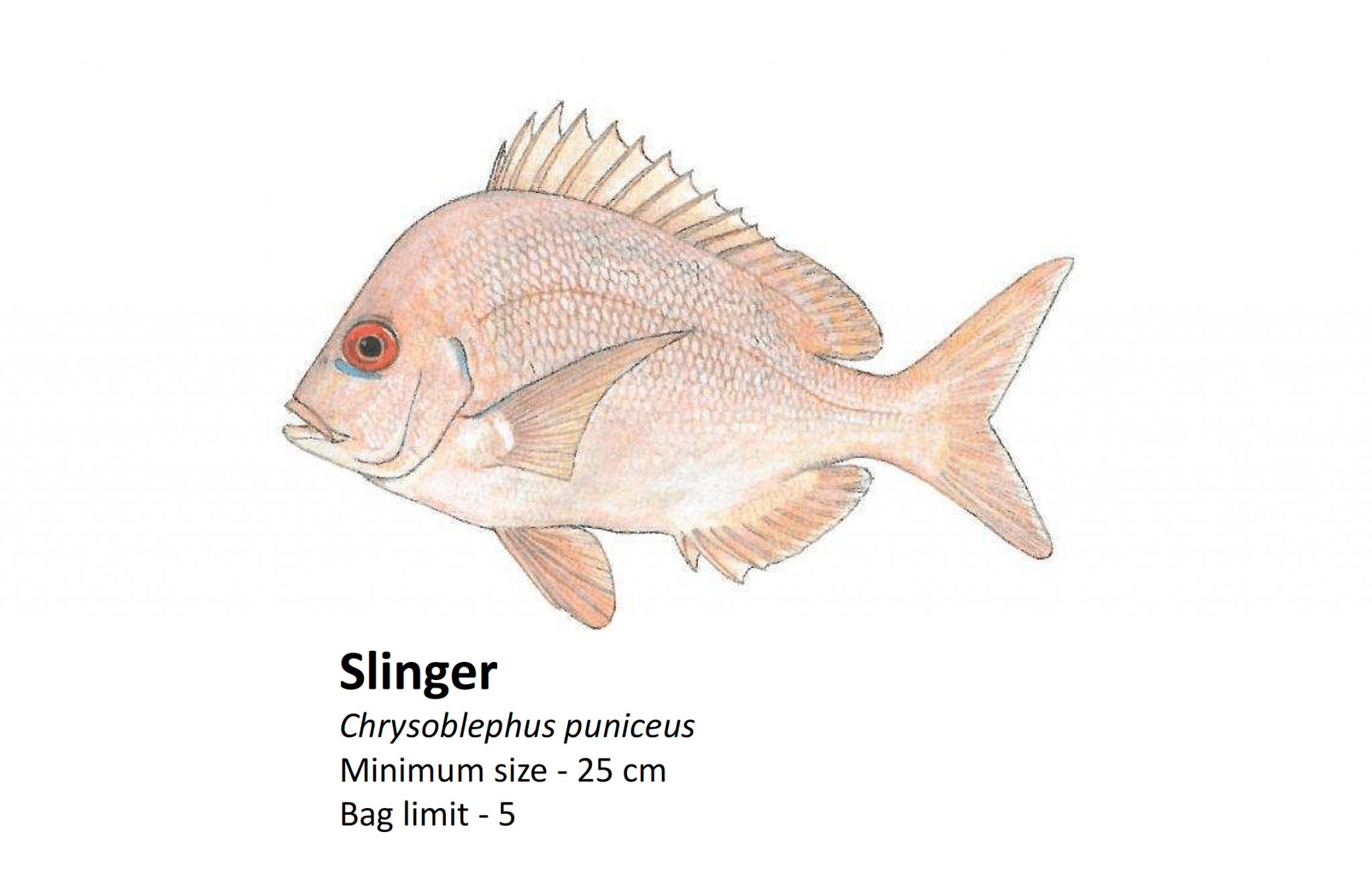 DAFF Bag and Size Limits | KAYAKFISH